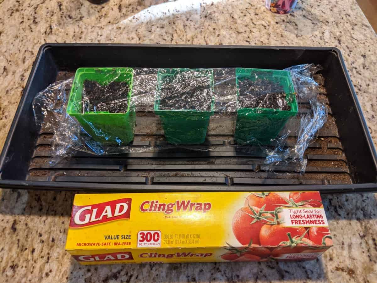 How To Grow Cucumbers From Seeds Indoors - Cooped Up Life