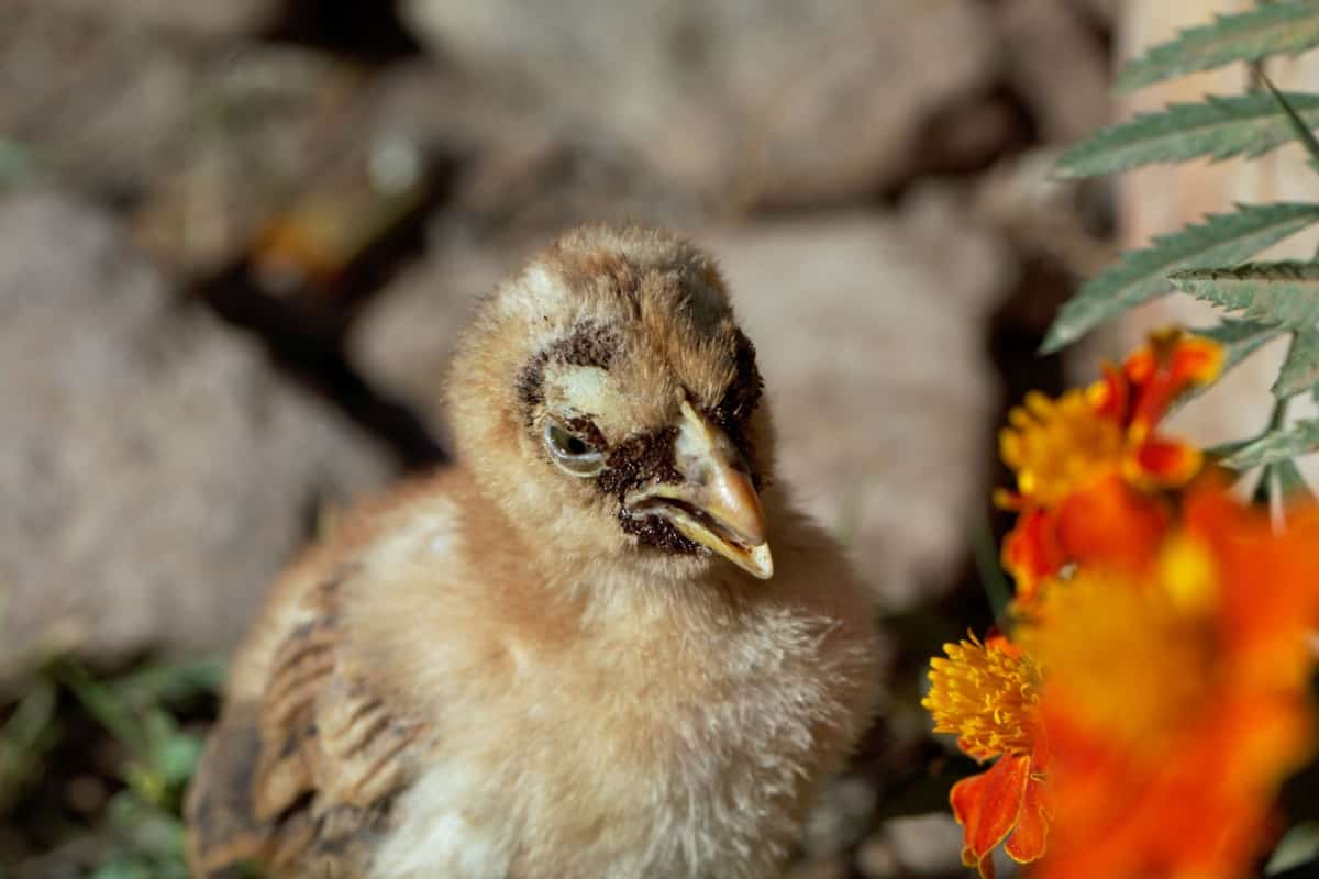 How To Control Parasites In Chickens | Quick Tips And Methods