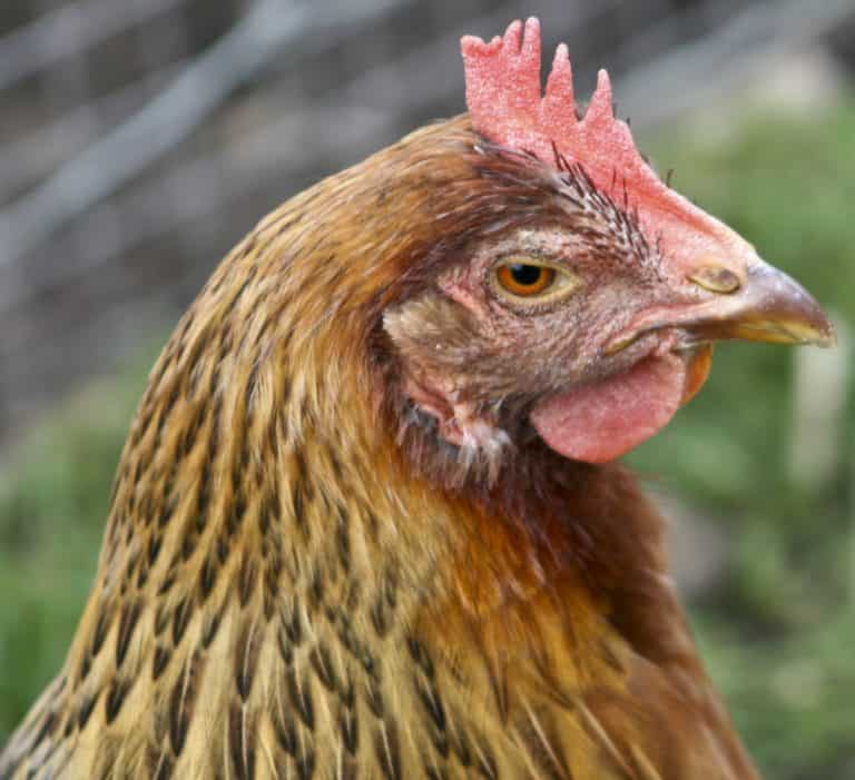 How Do Chickens See? Facts You Want To Know - Cooped Up Life