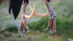 Do All Roosters Have Spurs? | What You Should Know