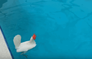 Can Chickens Swim? Tips And Facts To Keep Your Flock Safe