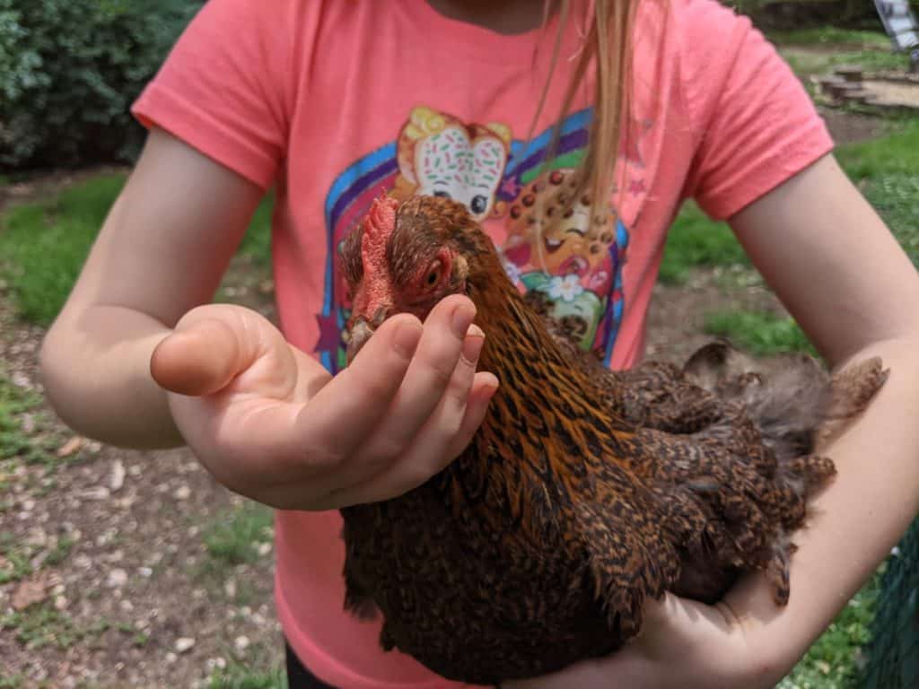 How Much To Feed Chickens Per Day Laying Hens And Chicks How Much To Feed Chickens Per Day Laying Hens And Chicks