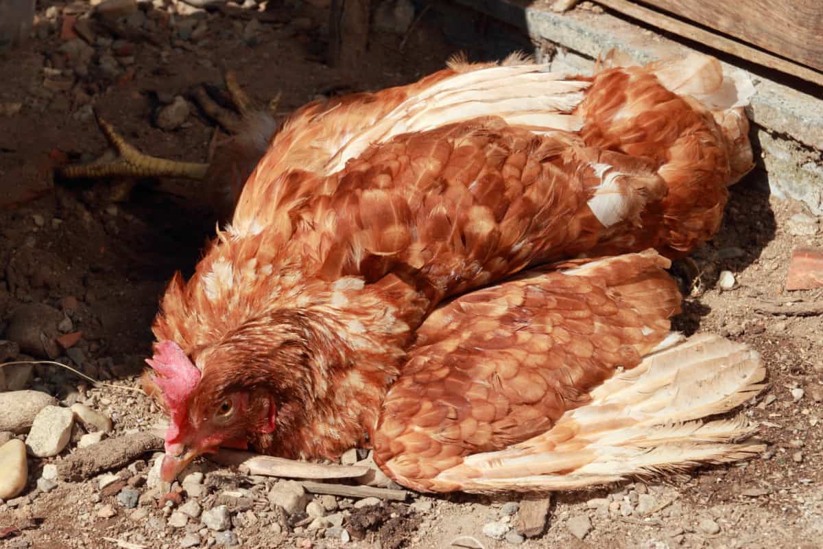 Why Is My Chicken Sneezing? | Reasons Explained | Treatment