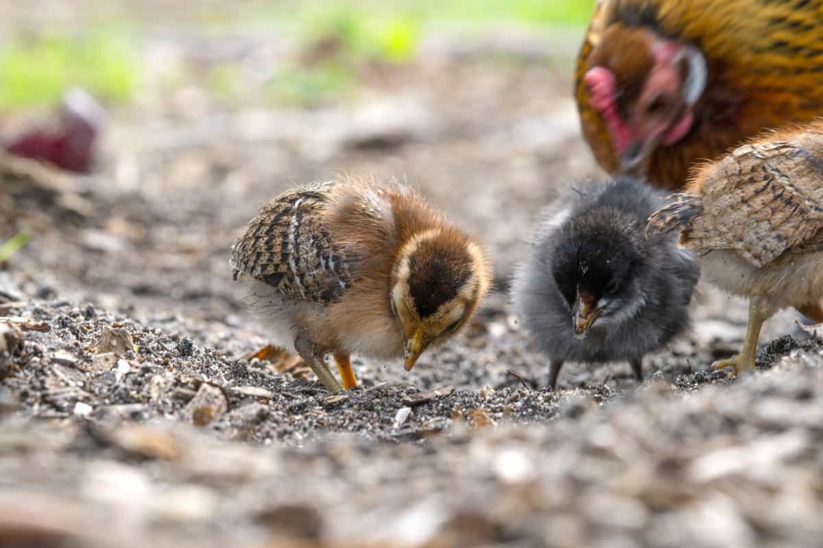 What Do Baby Chicks Eat? - Cooped Up Life