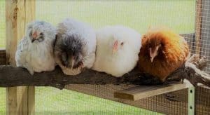 A Guide To Chicken Roosts And Why They Need Them (2024) - Cooped Up Life