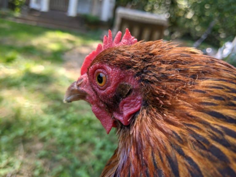 Guide To Chicken Earlobes (2021) | What Colors Mean