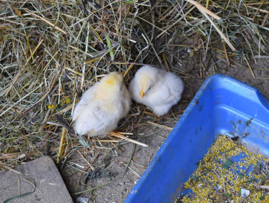 What Do Baby Chicks Eat? - Cooped Up Life